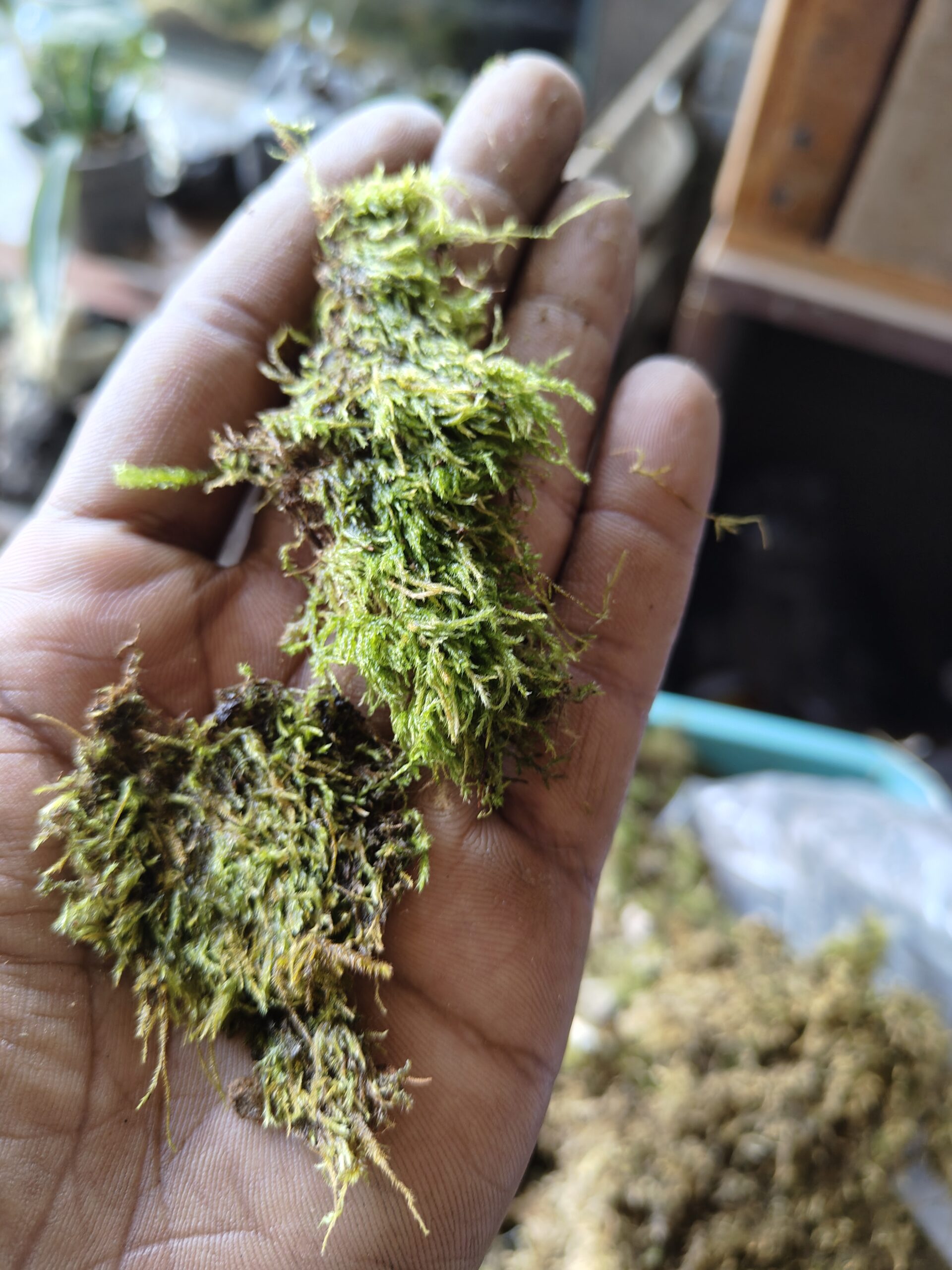 Silver Wood Moss - naturedesignindia