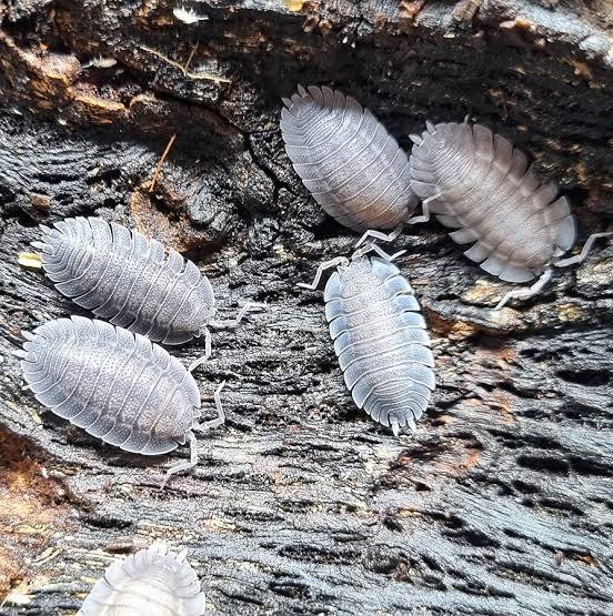 Normal culture Isopods 5pc - naturedesignindia